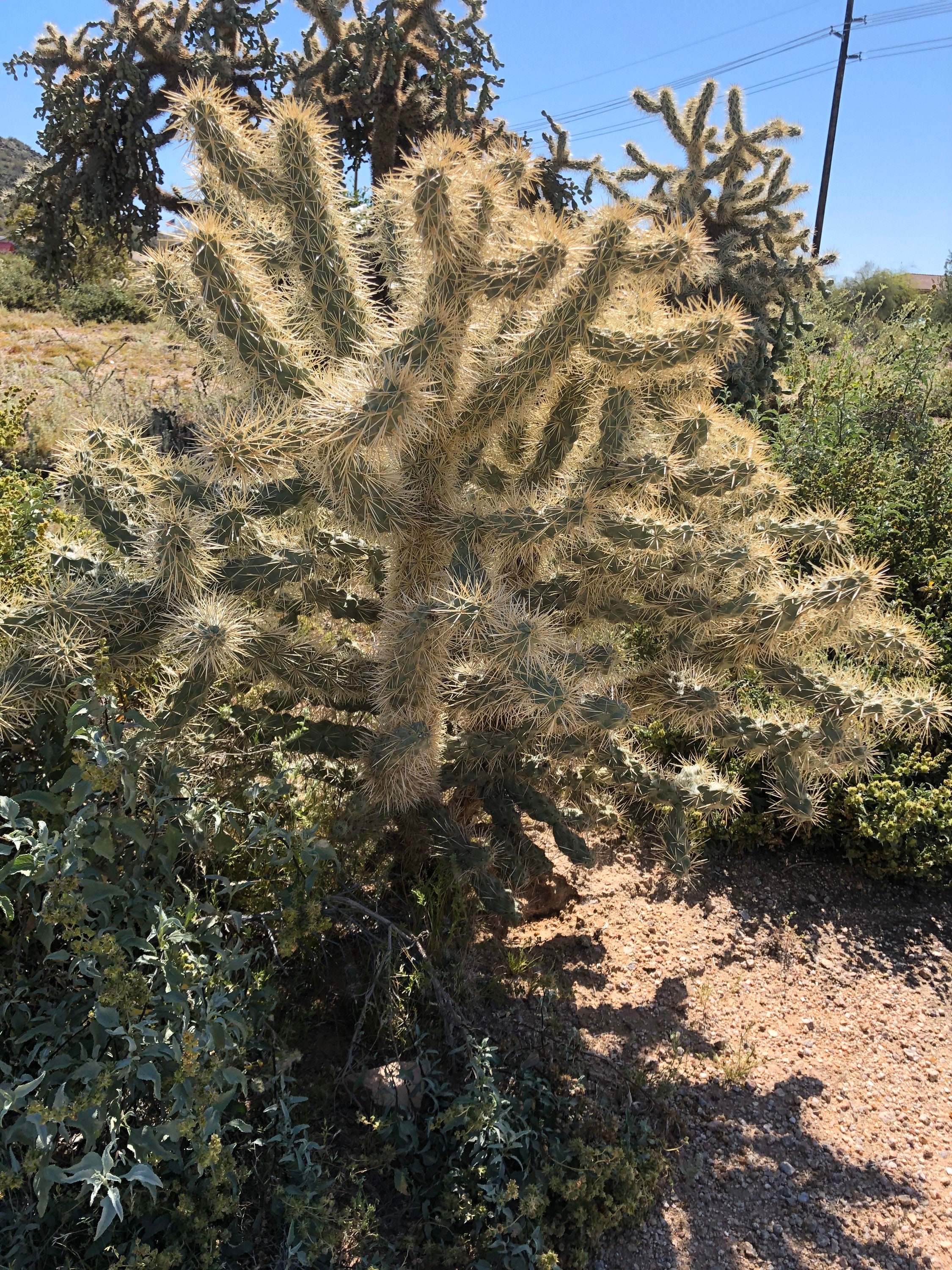 Chain Fruit Cholla