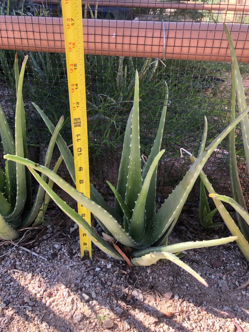 12 Inch Aloe Vera Plant barbadensis Medical Edible - Etsy