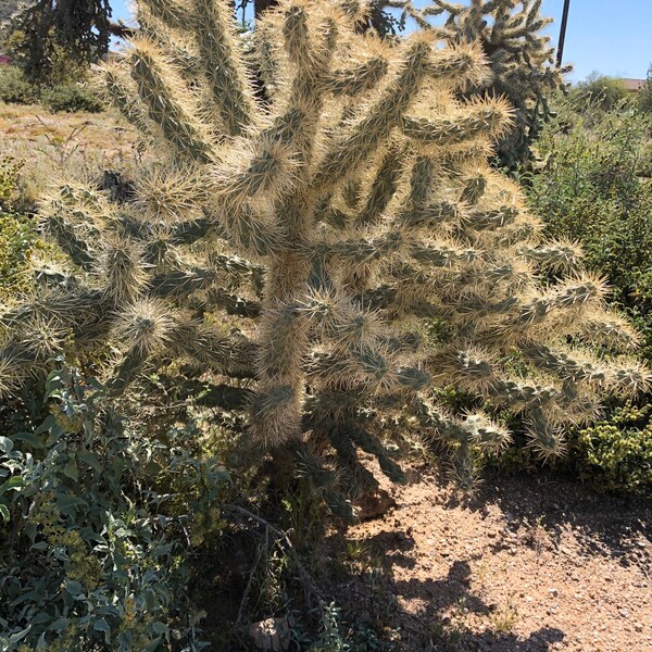 Cholla Cactus - Etsy