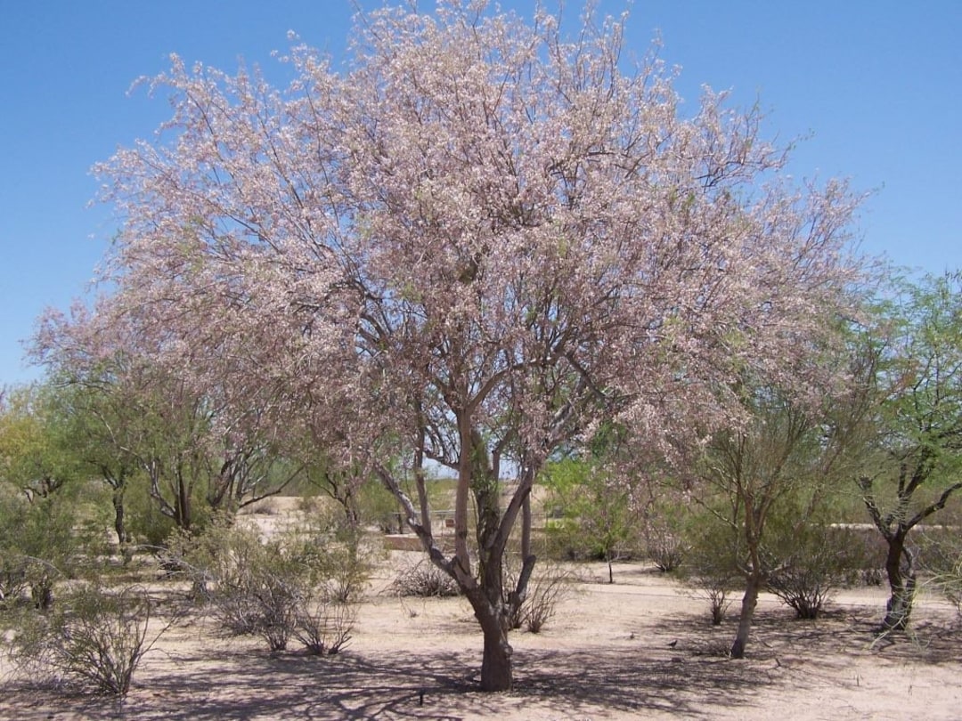 25 Desert Ironwood olneya Tesota Seeds Extremely Hard Wood Tree Often ...
