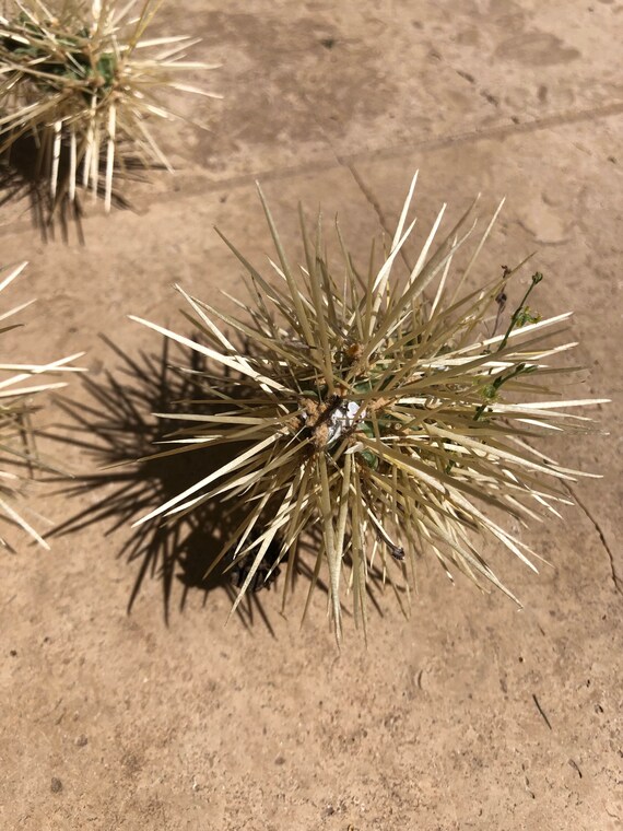 Chain Fruit Cholla