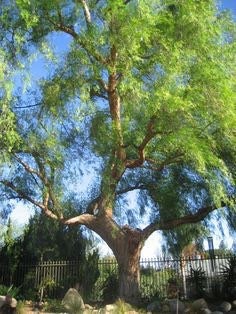 California Pepper Tree Arizona