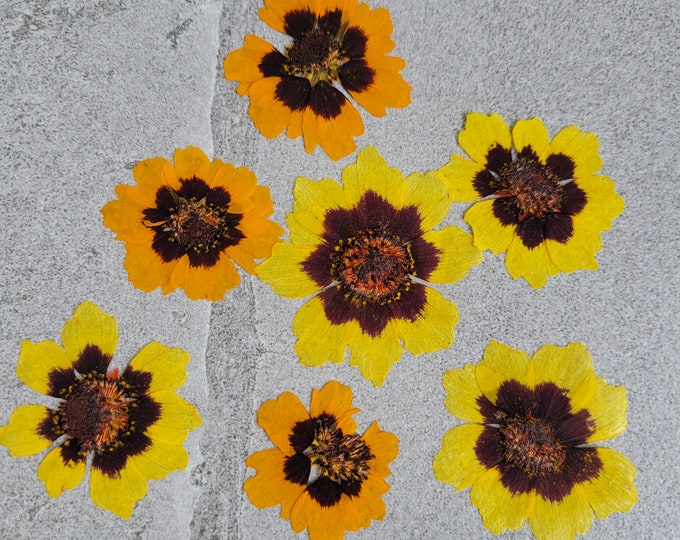 COREOPSIS BABY GOLD Coreopsis Lanceolata 150 Seeds Dwarf Perennial ...