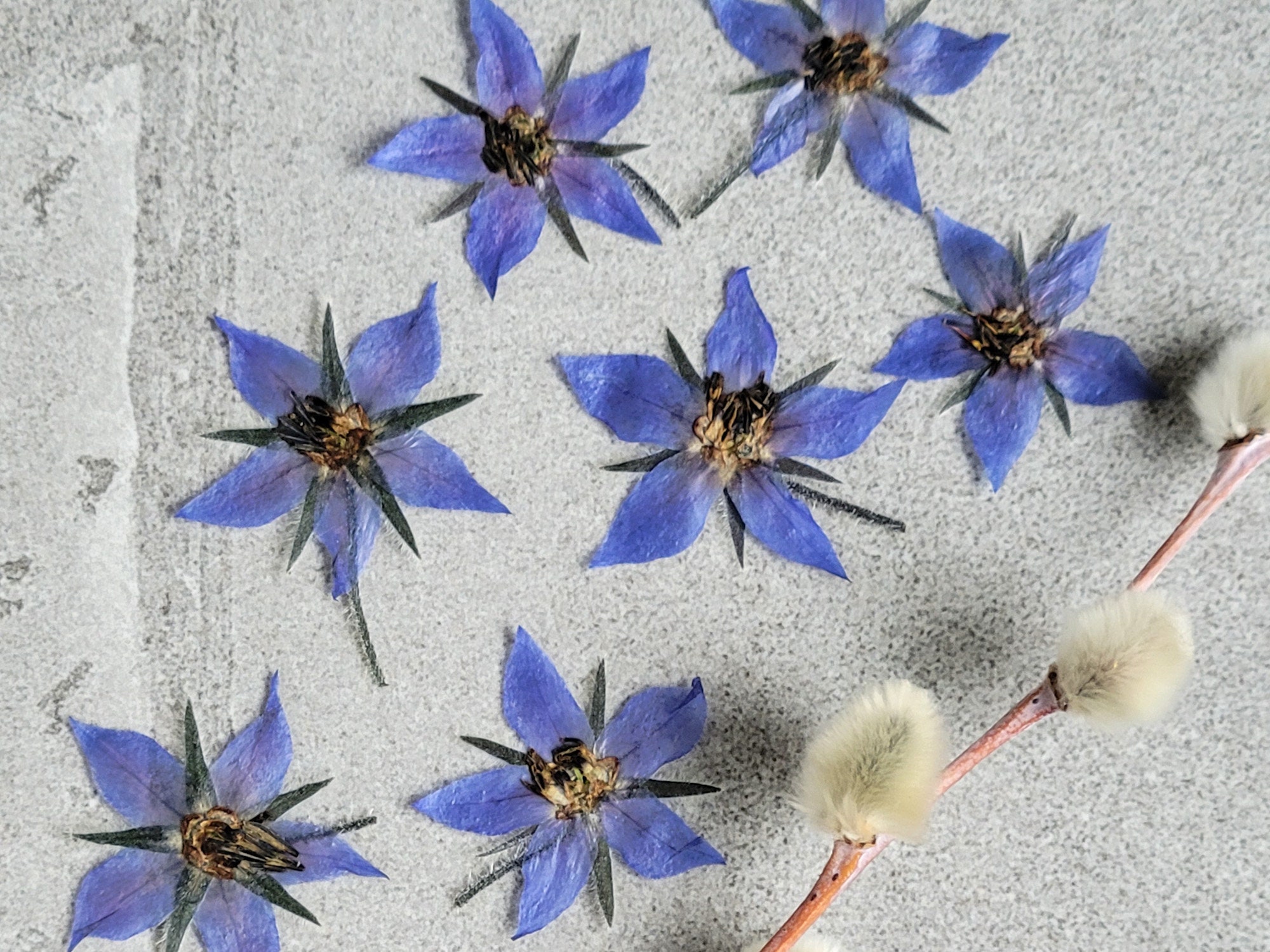 Borage Flower Drawing