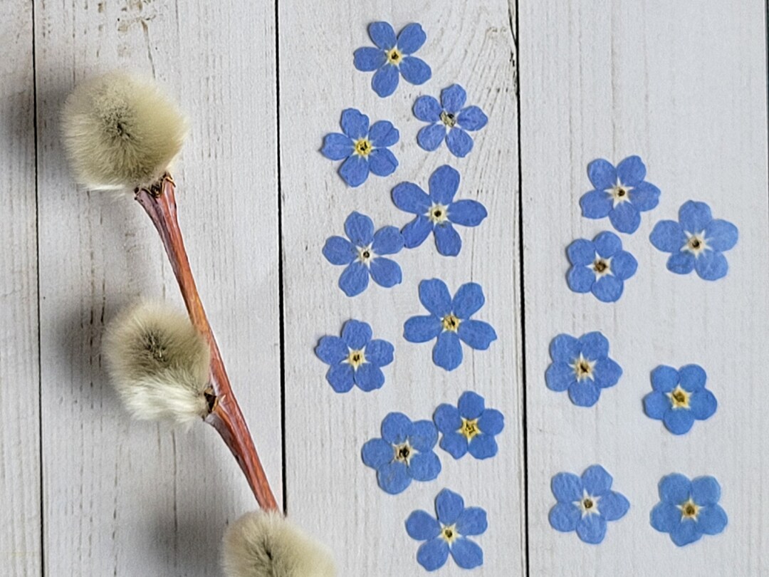 EDIBLE Tiny Dried Pressed Forget Me Not Flower (singles) for Resin ...