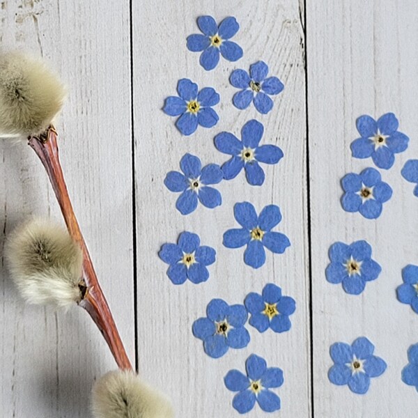 Dried Forget Me Not - Etsy
