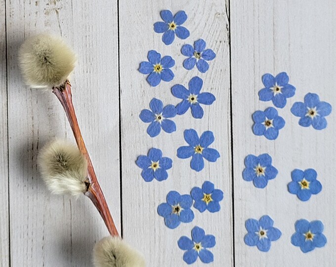 EDIBLE Tiny Dried Pressed Forget Me Not Flower (singles) for Resin ...