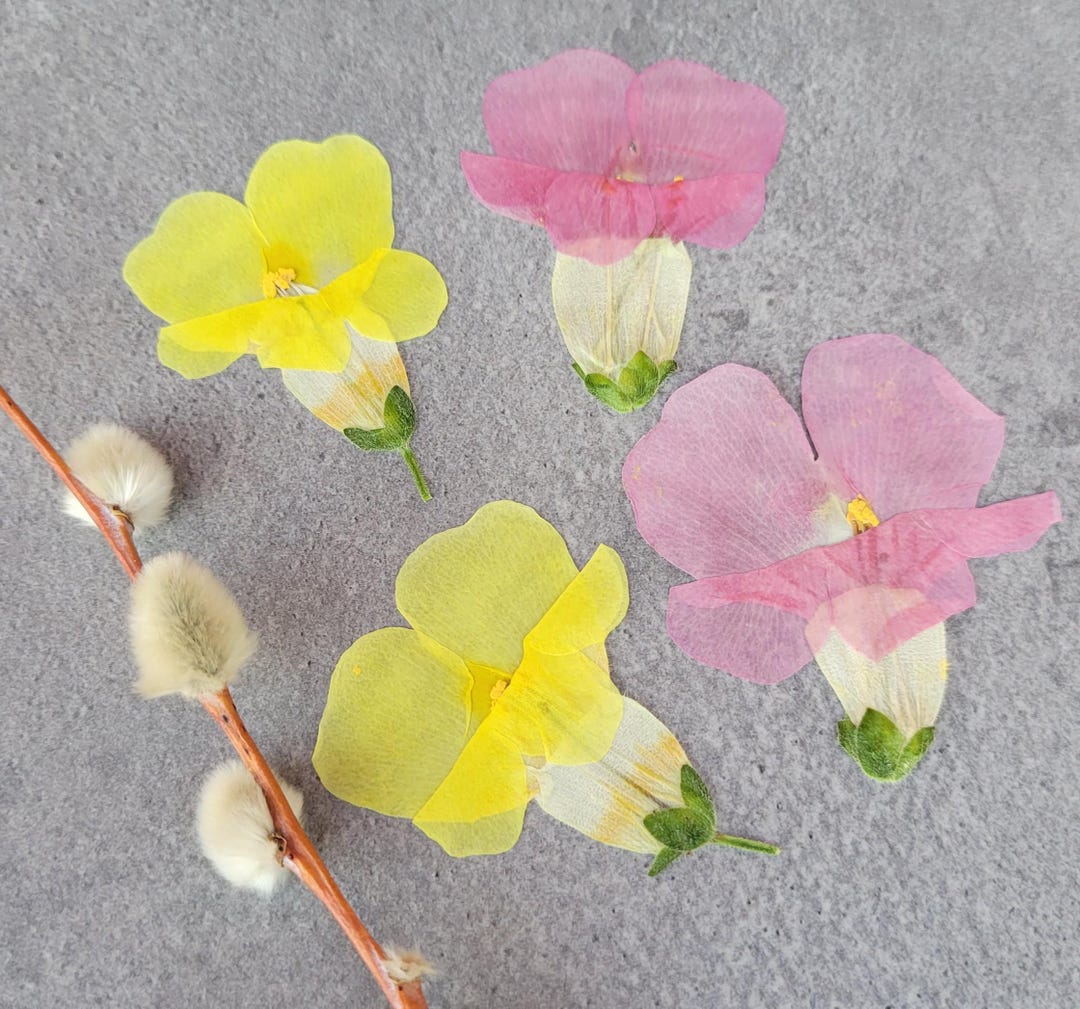 Edible Pressed Snapdragon Flowers: Cake Decorating, Cocktail Garnish - Etsy