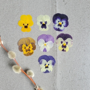 EDIBLE Dried Viola Flowers for Cakes, Cookies, Baking, Cocktail Garnish ...