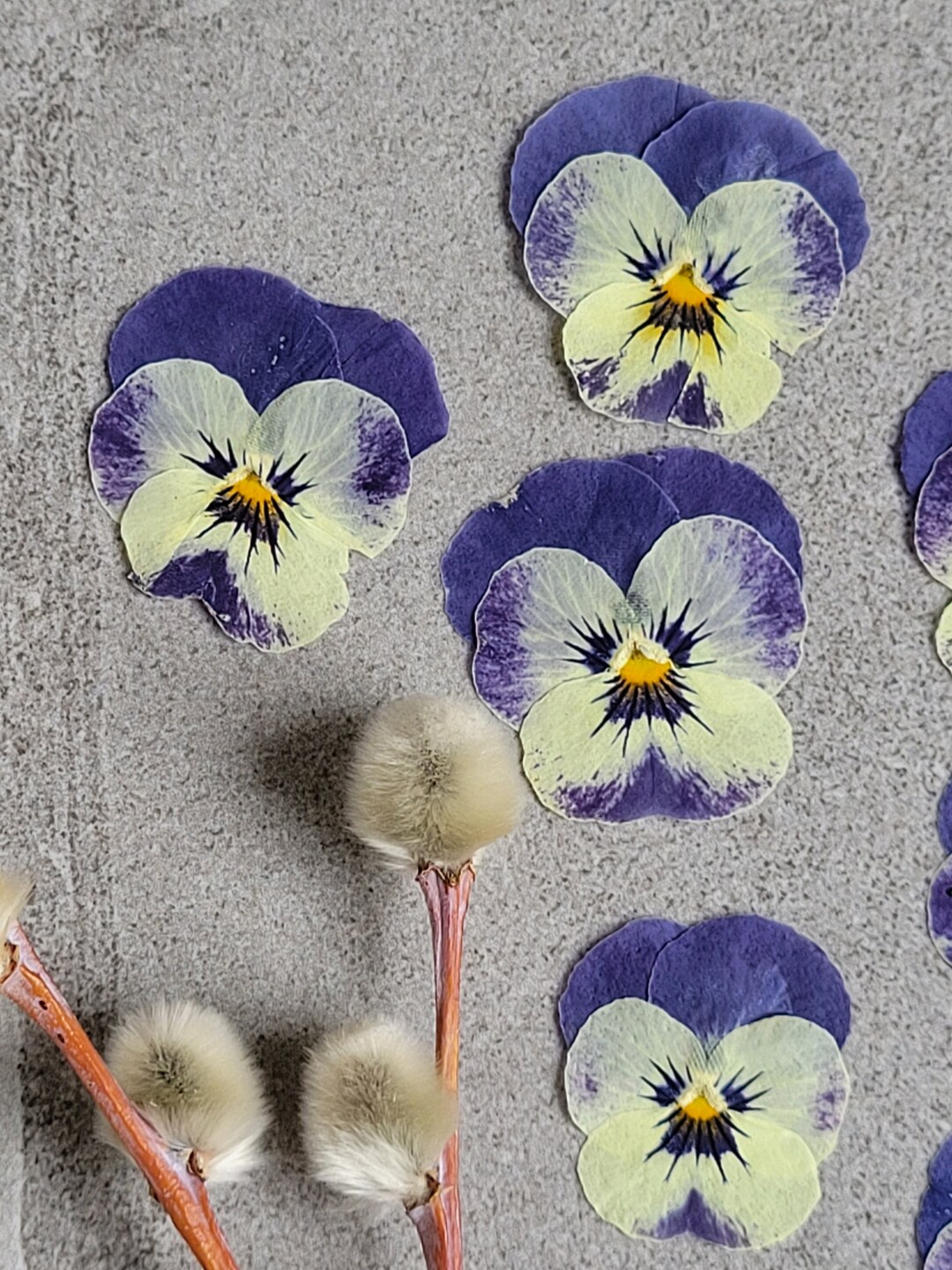 EDIBLE Violas 20pcs, Dried Flowers Pressed for Decorating Cakes ...