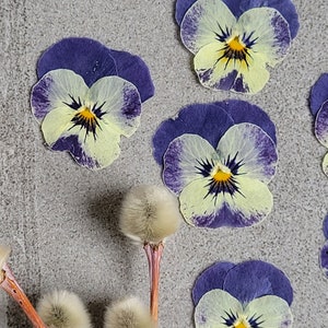 EDIBLE Dried Viola Flowers for Cakes, Cookies, Baking, Cocktail Garnish ...