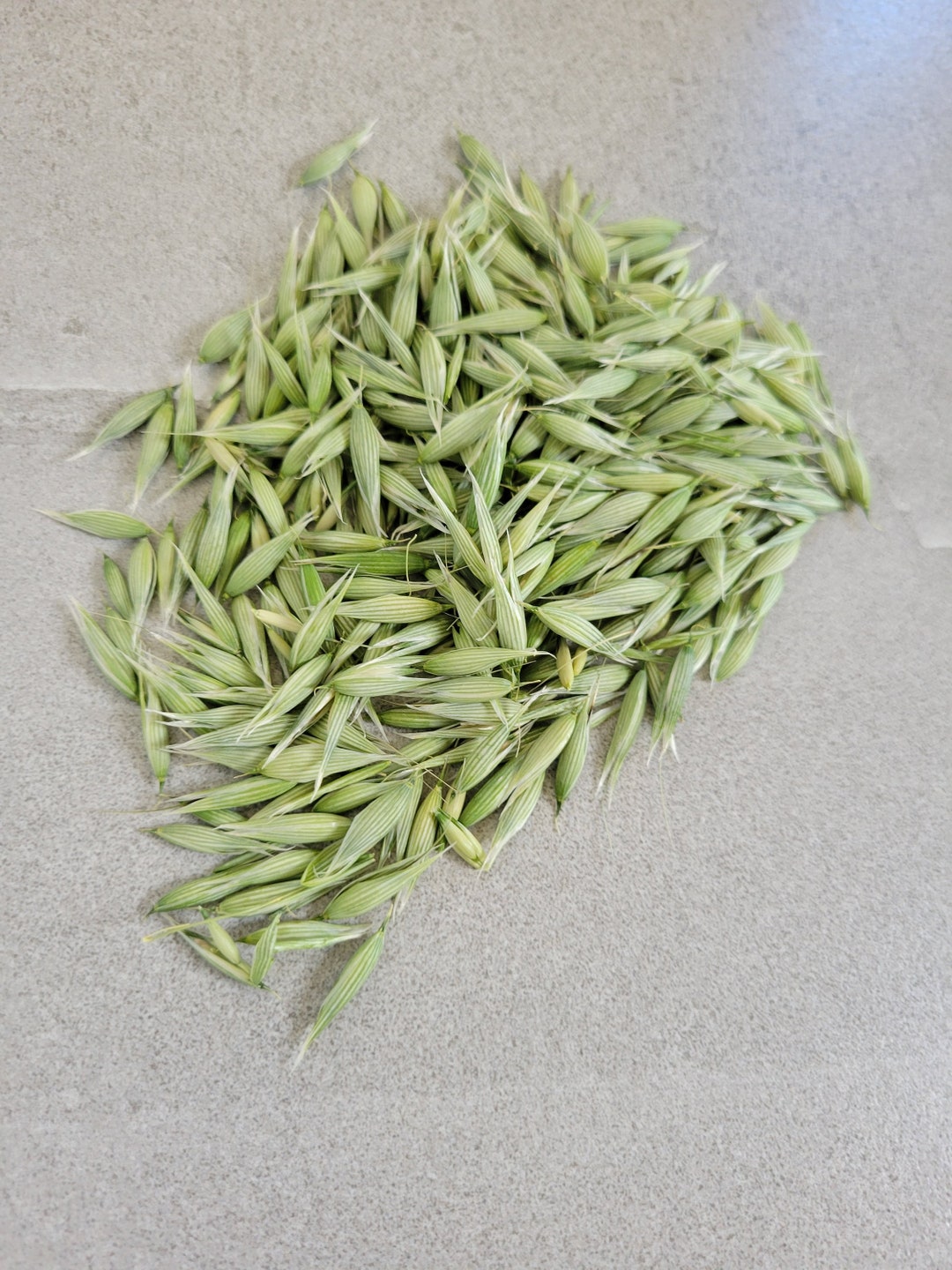 Dried Oat Straw-milky Oat Tops 2023 for Salves-tinctures-teas-soaps ...