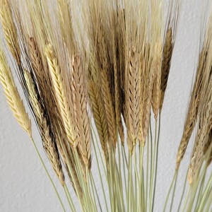 Dried Wheat Grass, 80 Stems (slim Heads) - Ornamental Grass, Natural ...