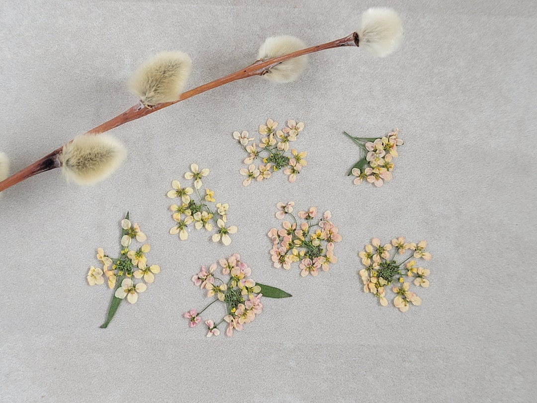 Edible Pressed Alyssum Flowers 20pcs: Cocktail & Cake Garnish ...