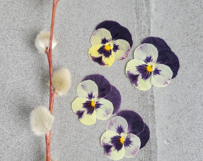EDIBLE Violas 20pcs, Dried Flowers Pressed for Decorating Cakes ...