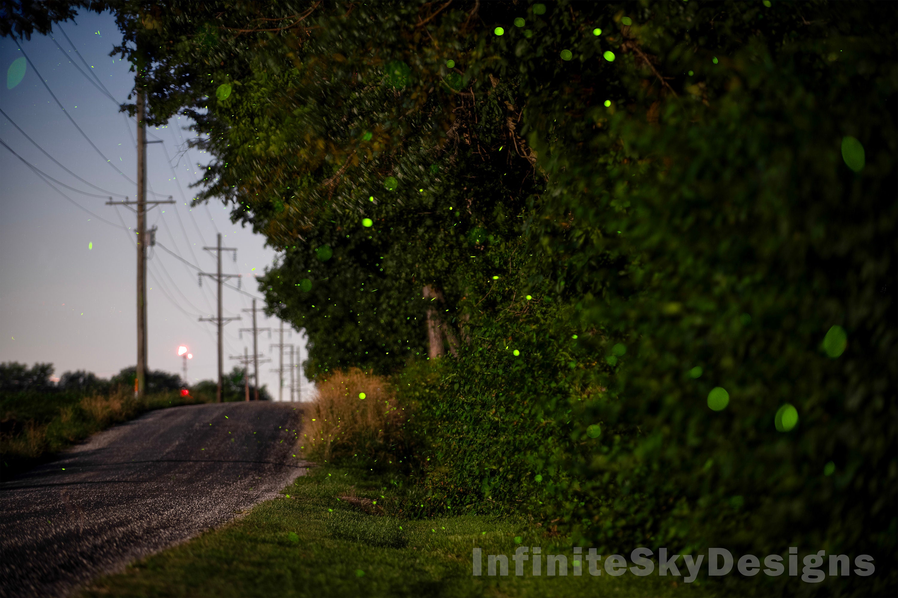 Fireflies at Twilight, High-res Image Digital Download, Firefly ...