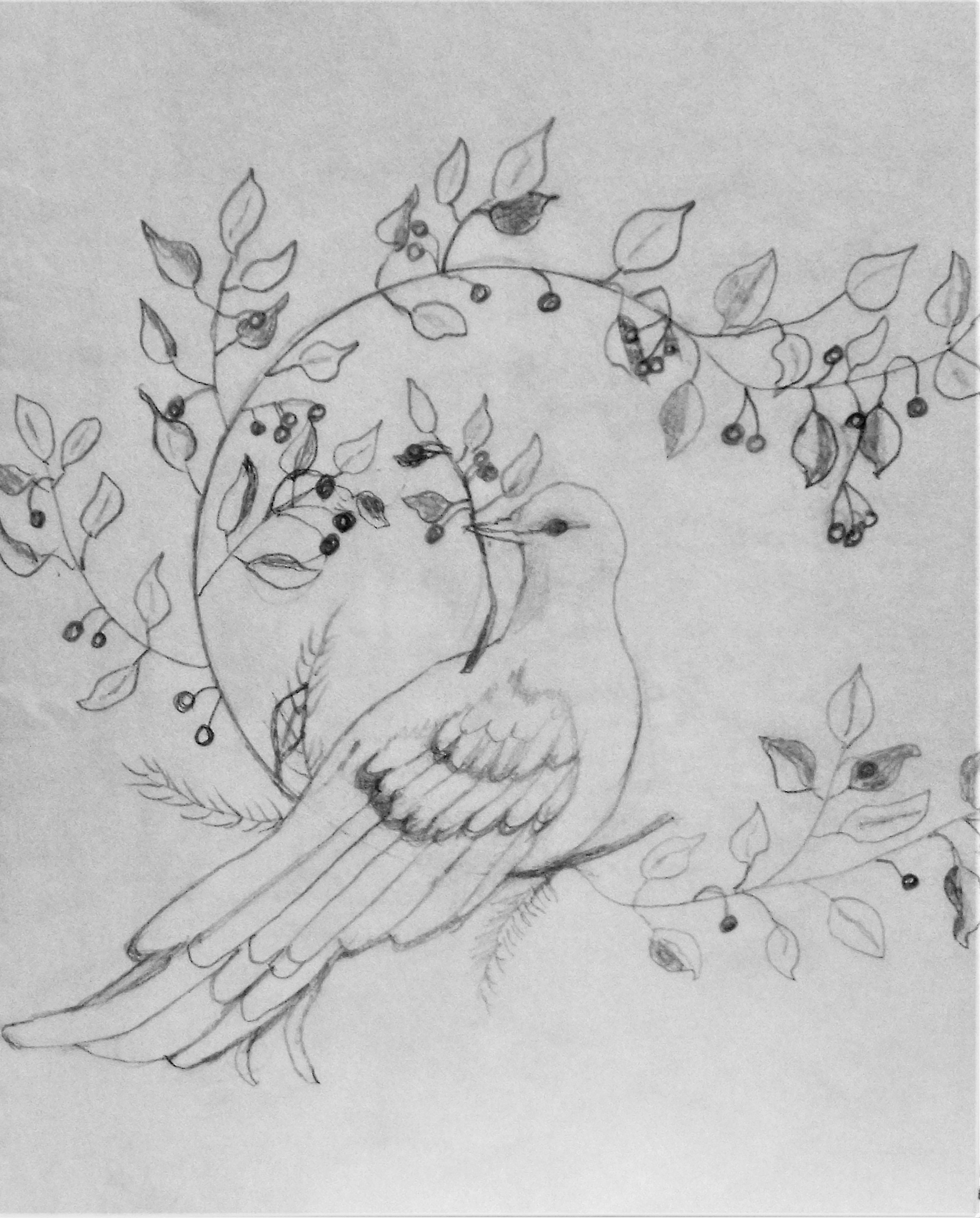 Sitting Doves Drawing