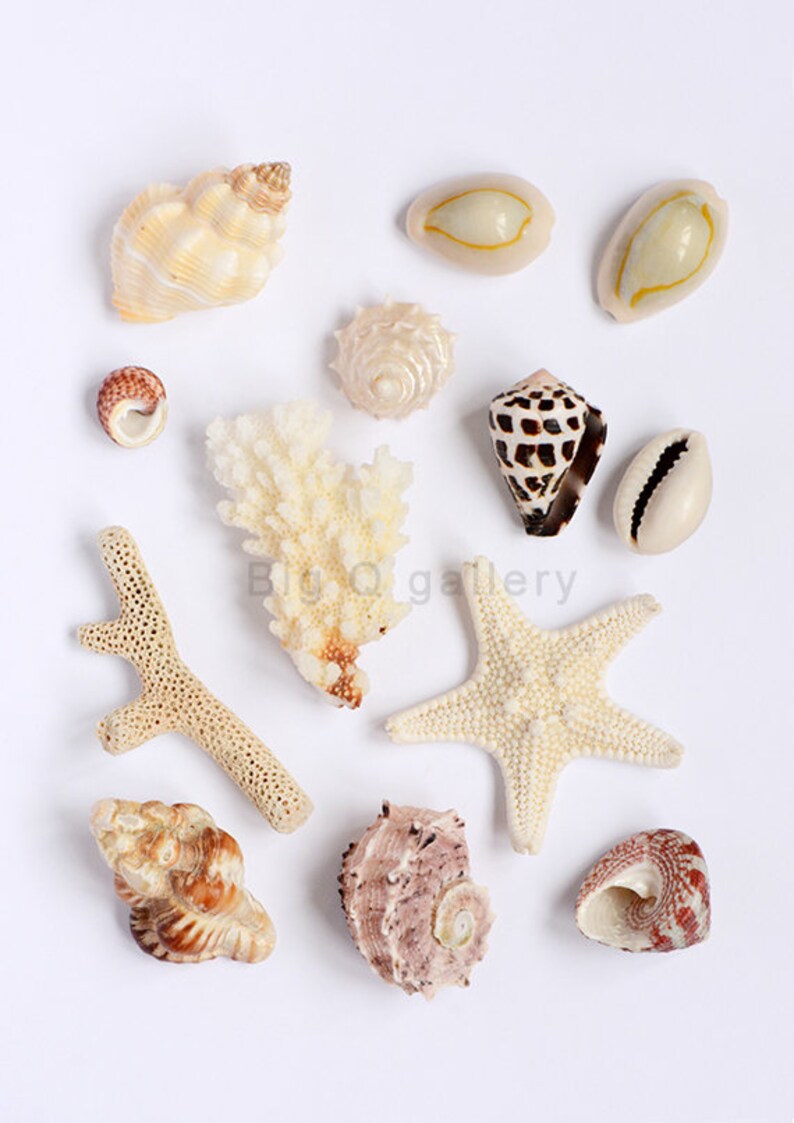 Coastal Photo Printable Wall Art Seashell Photography Beach Sea Shell ...