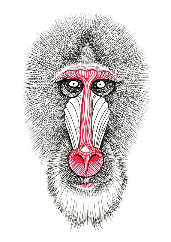 Baboon Face Drawing