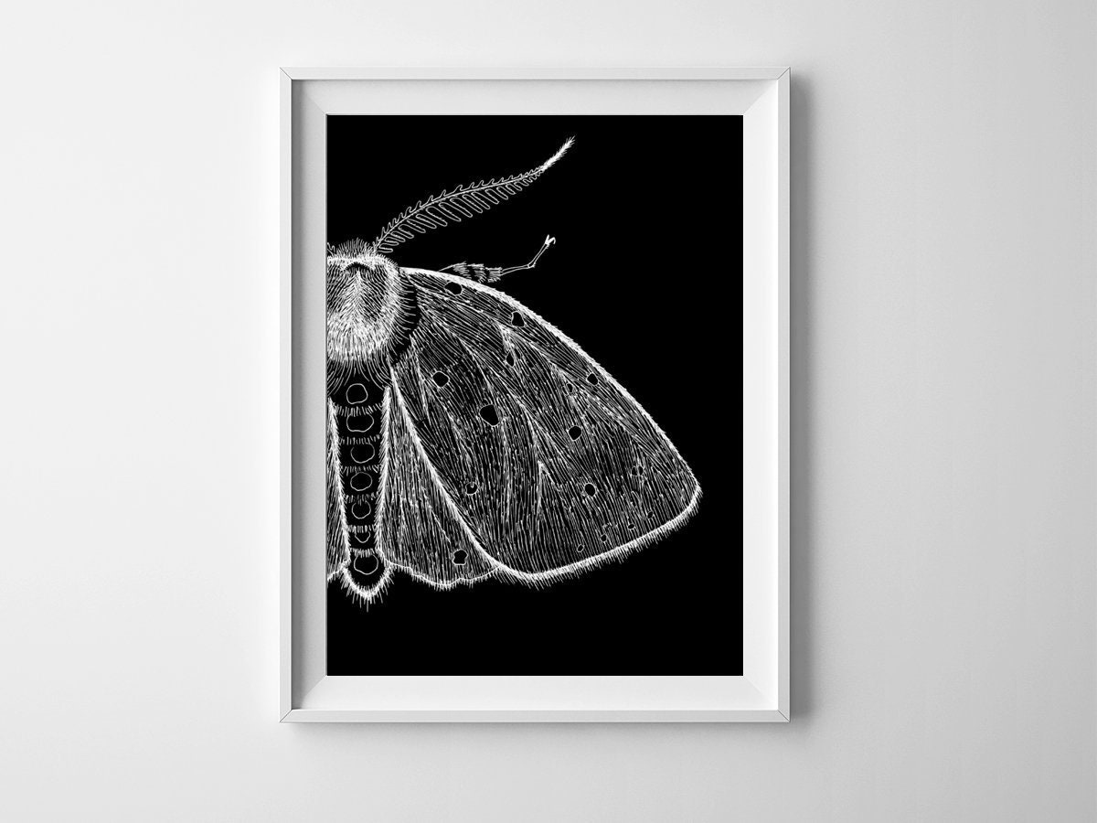 Insect Sketch Black and White Printable Wall Art White Ermine Moth Ink ...