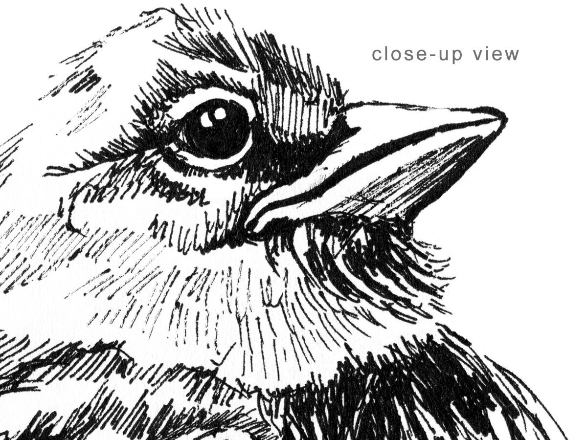 Vogel schets afdrukbare muur kunst vogel van de zwart-wit - Etsy Nederland