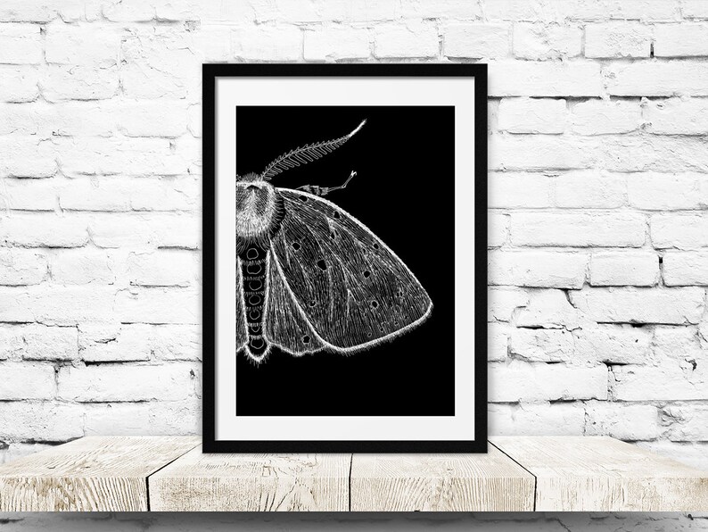 Insect Sketch Black and White Printable Wall Art White Ermine Moth Ink ...