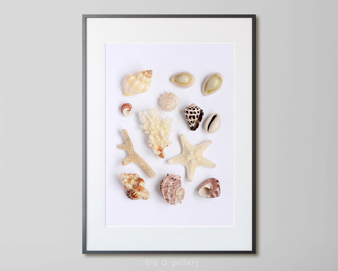 Coastal Photo Printable Wall Art Seashell Photography Beach Sea Shell ...