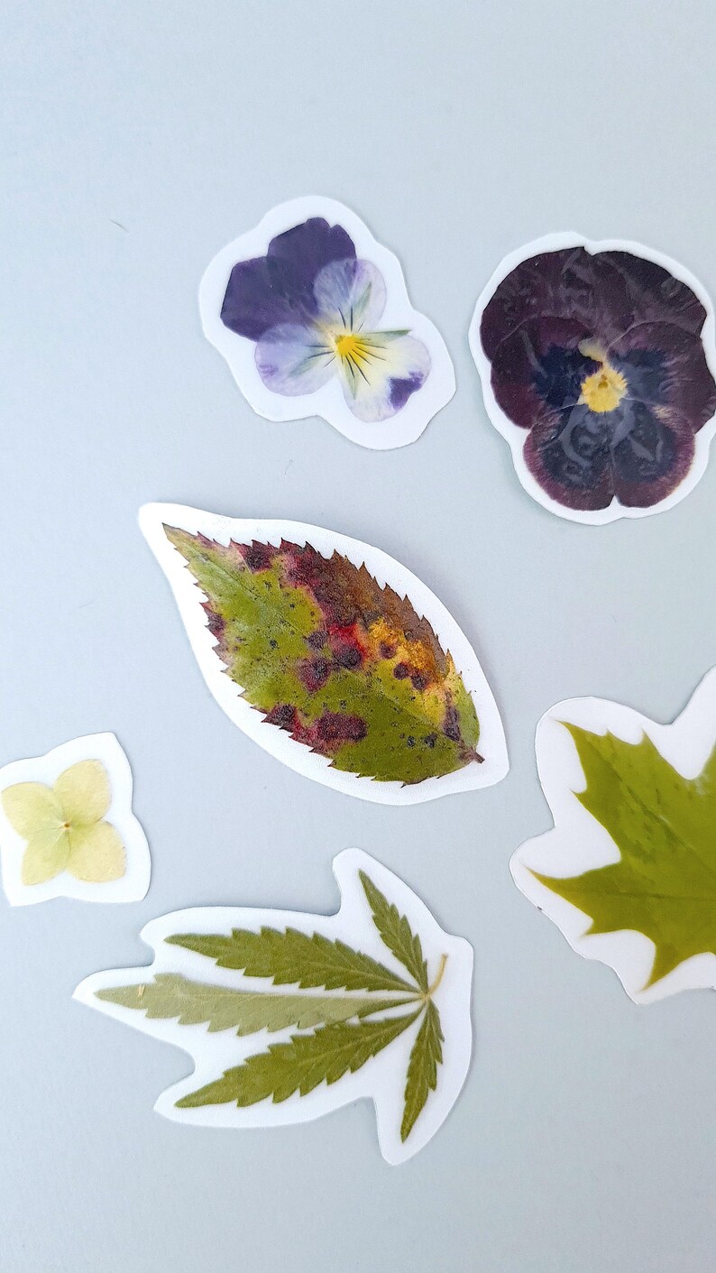 Sticker Pack With Dried Leaves and Pressed Flowers, 16pcs, Real Viola ...