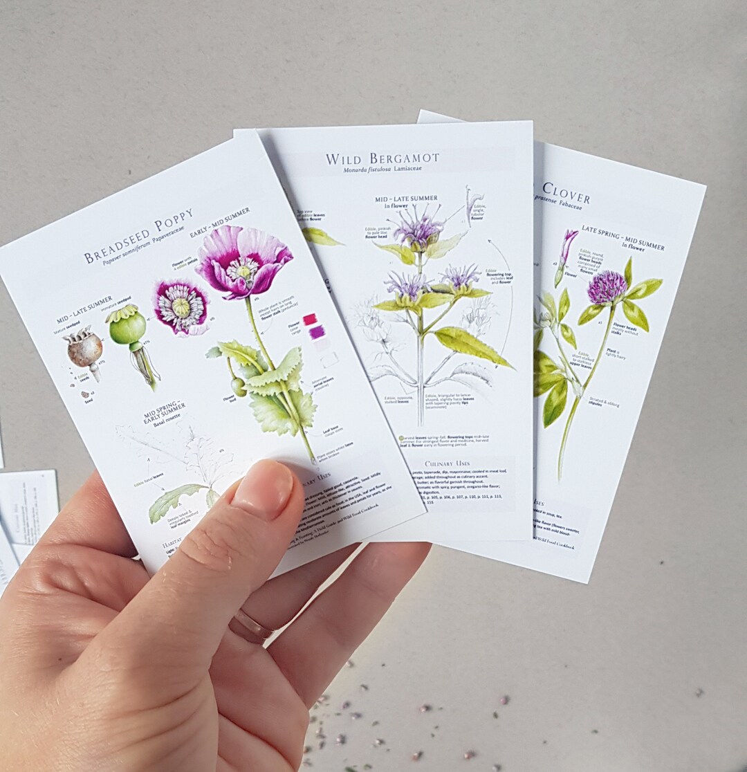 Set of 10/20 Postcards With Botanical Illustrations of Flowers, Plant ...