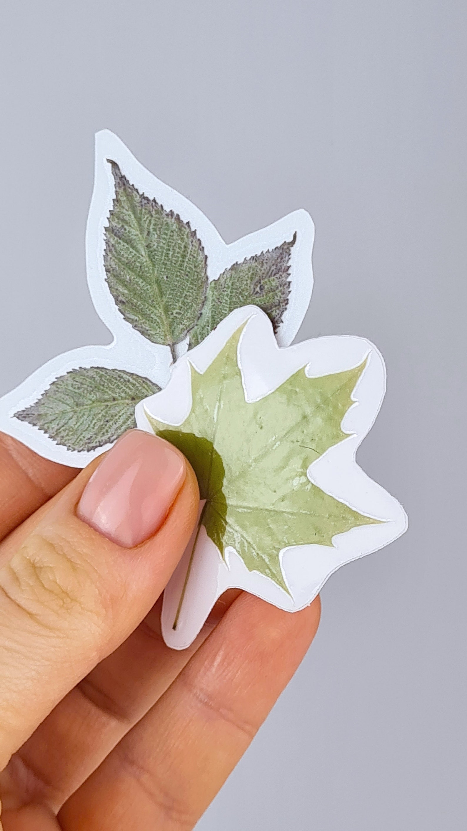Sticker Pack With Dried Leaves and Pressed Flowers 16pcs - Etsy