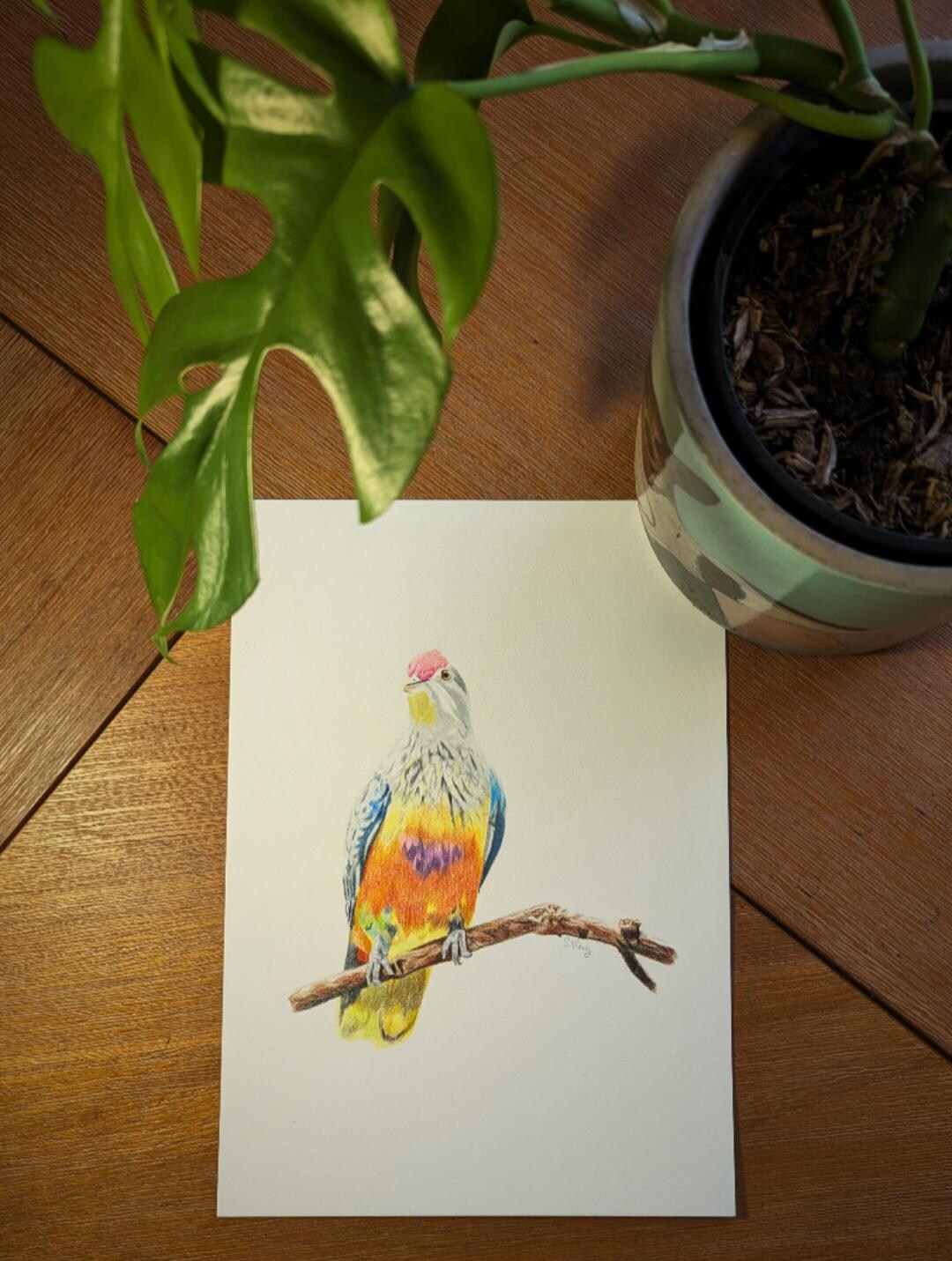 Pink-capped Fruit Dove Portrait, Pencil Drawing Original Artwork - Etsy