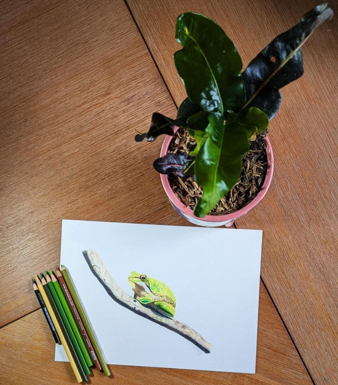 Northern Dwarf Tree Frog, Original Artwork - Etsy