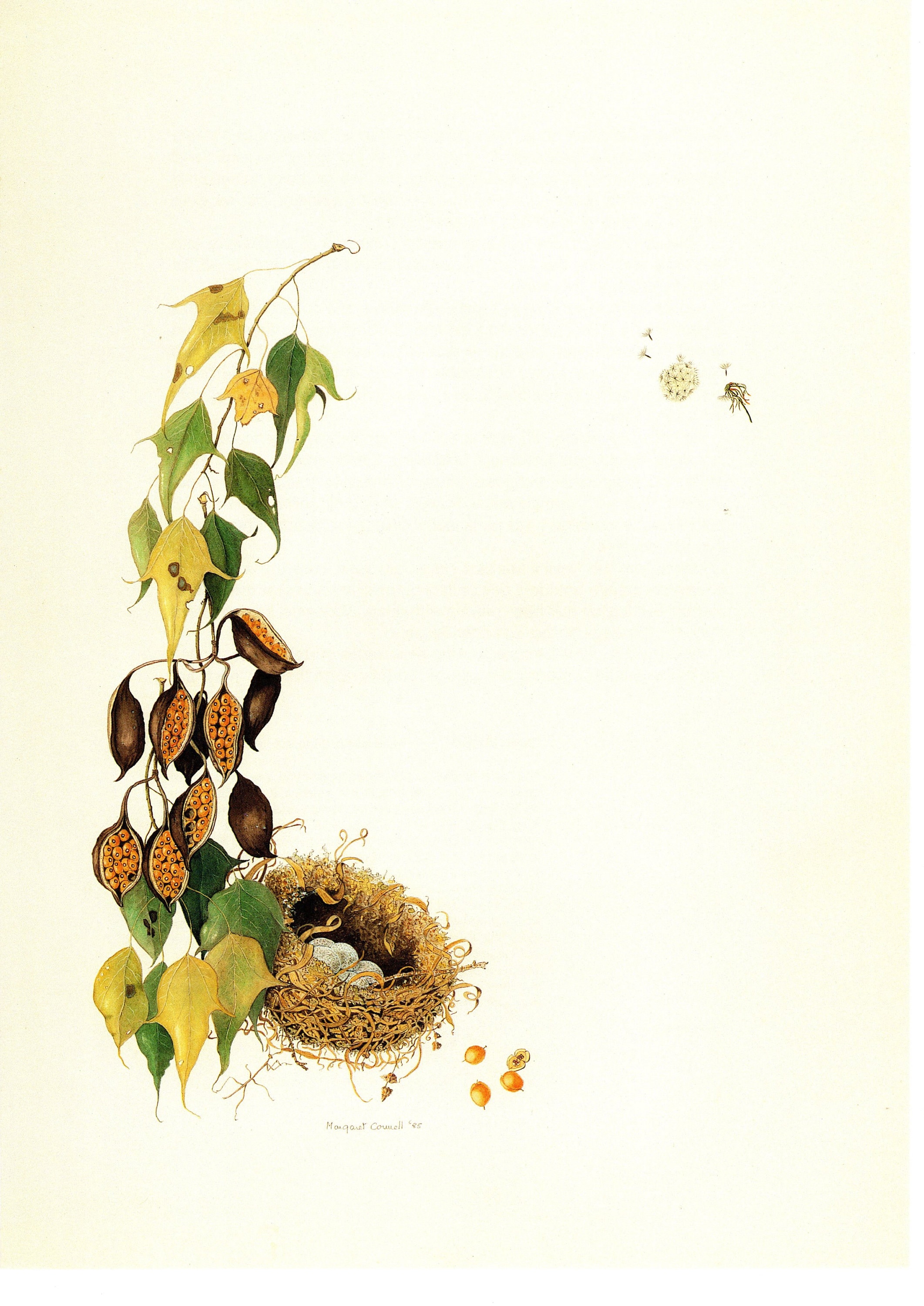 Vintage Kurrajong Print: Australian Wildflower Botanical Art - Etsy