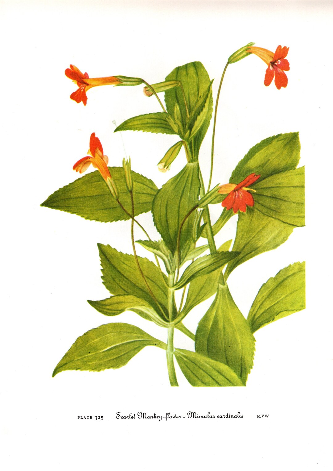 Vintage Monkey-flower Botanical Print: Wild Flowers of America - Etsy