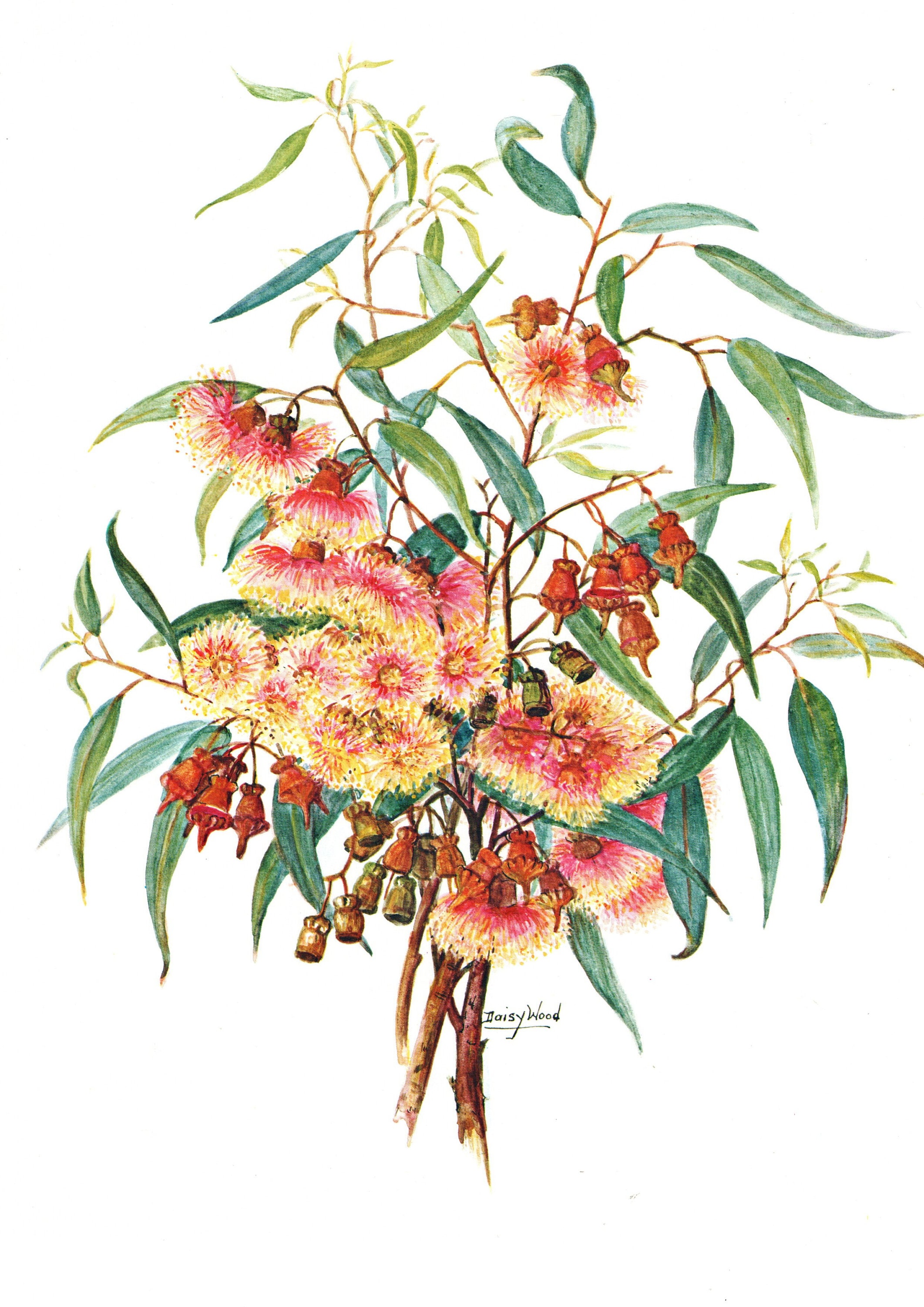 Australian Native Botanical Vintage Print - Coral Gum, Western ...