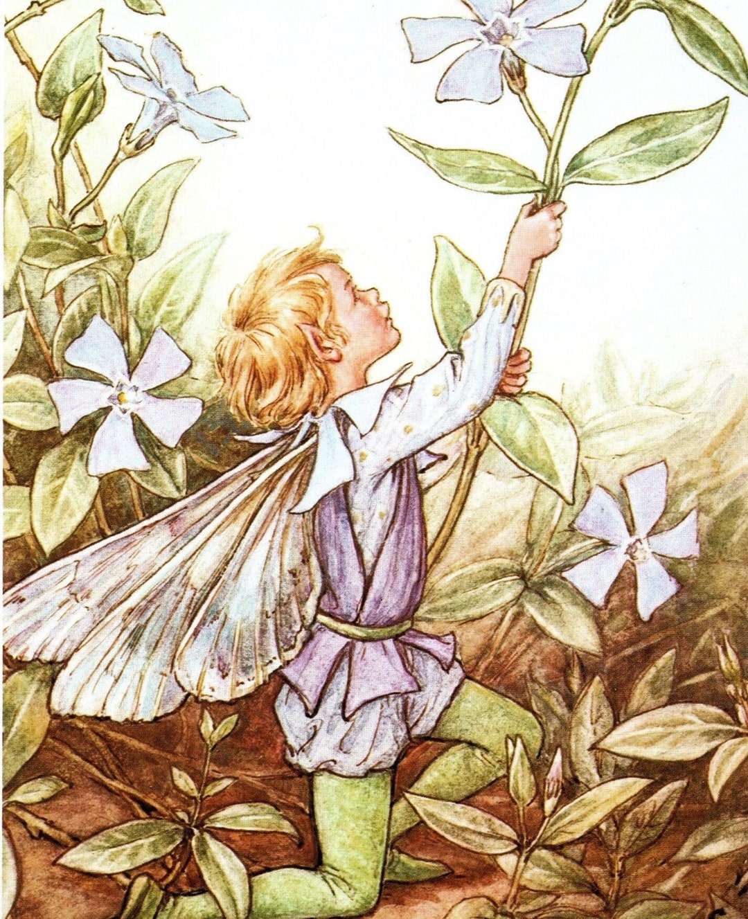 1981 Flower Fairies Of The Seasons Original Vintage Print Cicely Mary