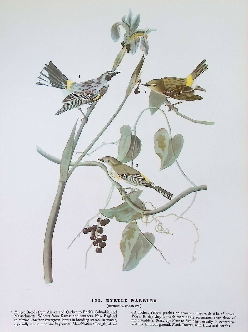 Audubon Warblers Print: 1974 Original Book Plate - Etsy