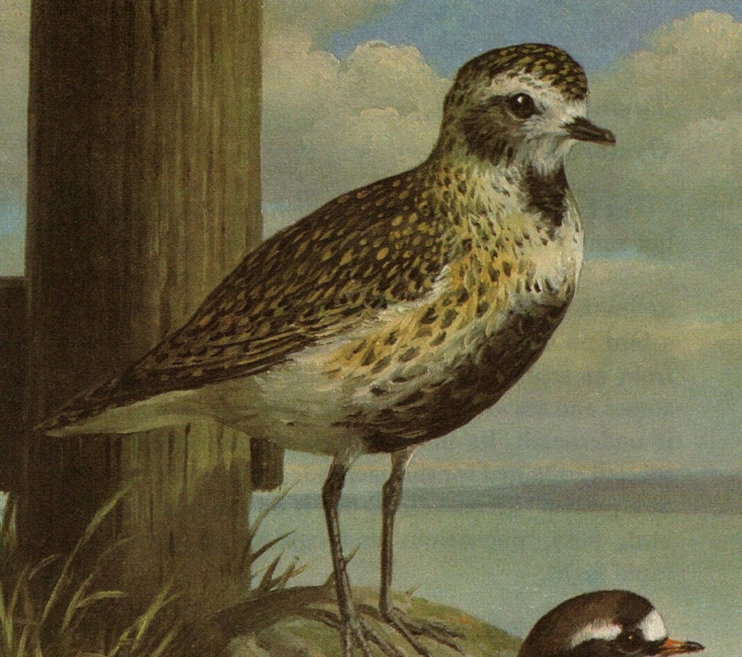 1967 PLOVERS golden & Ringed Original Bird Print Sea and Estuary Bird ...