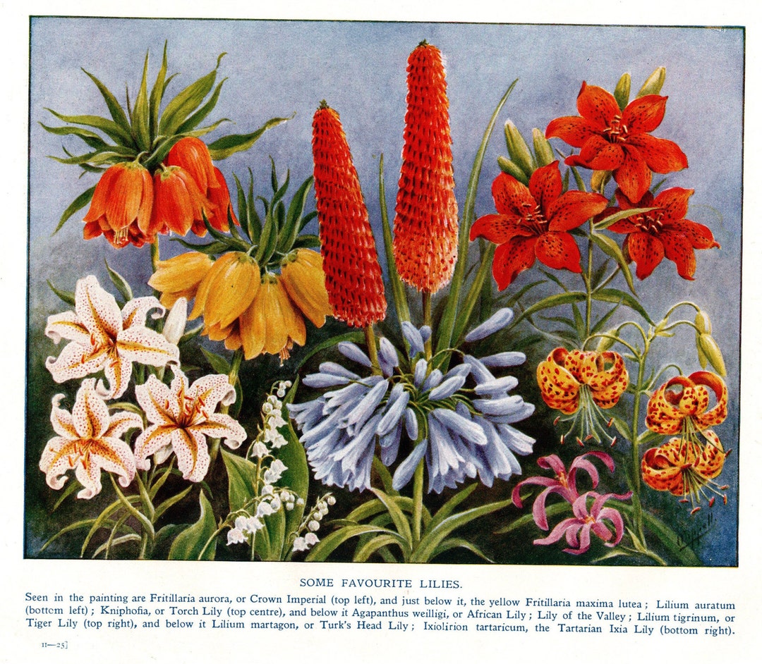 1930 Gardening Botanical Original Vintage Print Lilies Retro Plants ...