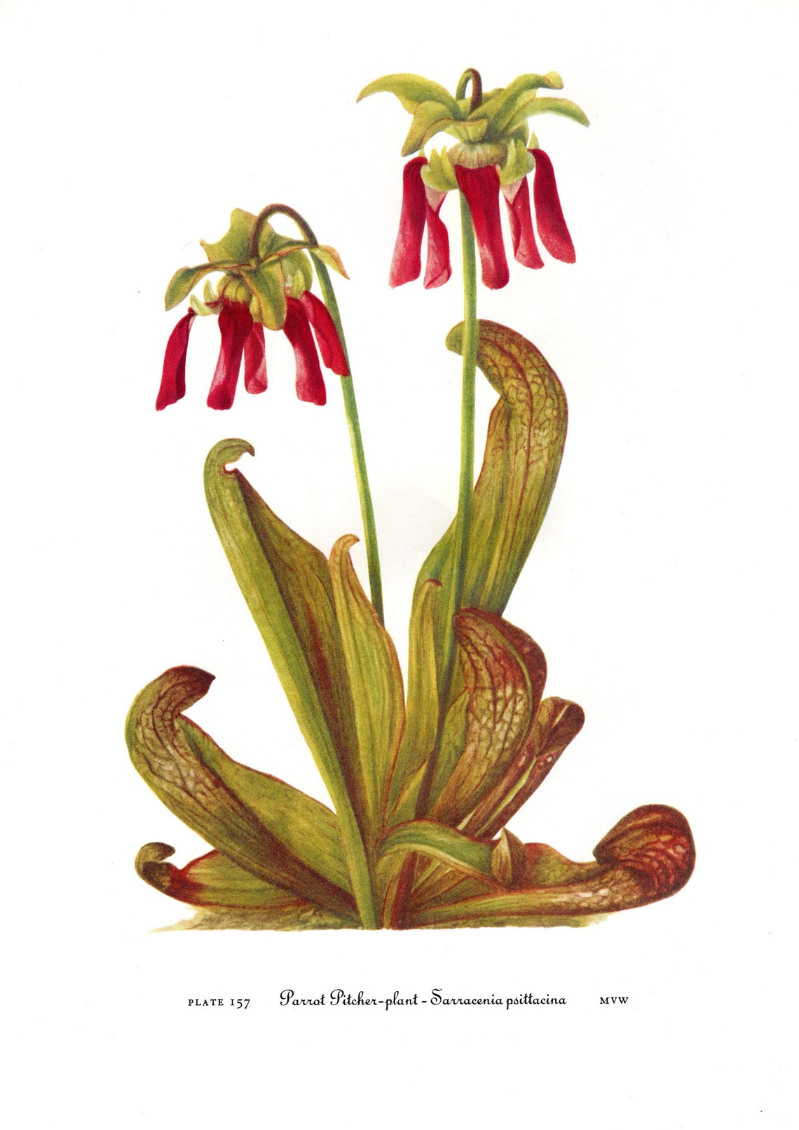 Vintage Cobra & Parrot Pitcher Plant Print: Wildflowers of America - Etsy