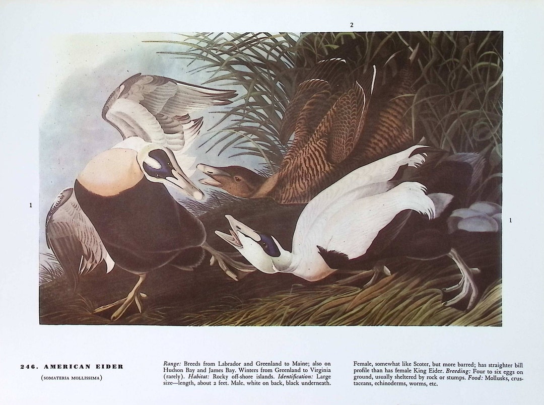 1974 Audubon’s Birds of America Original Large 2-sided Print - American ...