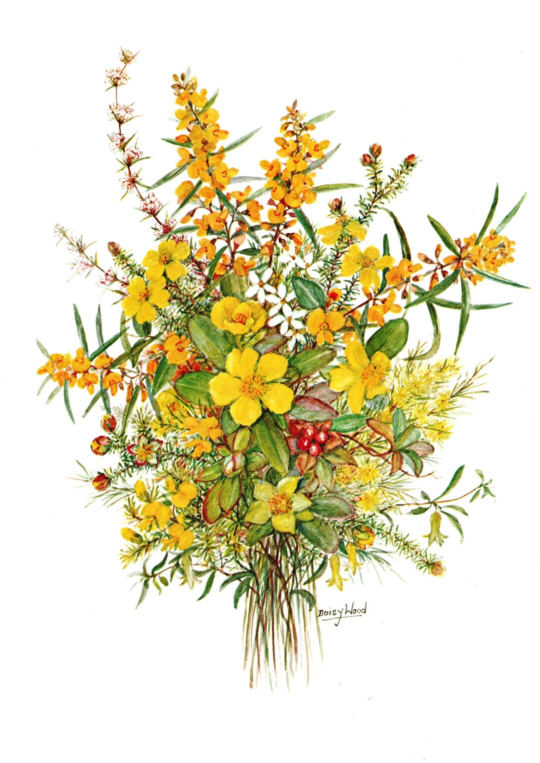 Australian Native Botanical Vintage Print - Golden Wildflowers - Unique ...