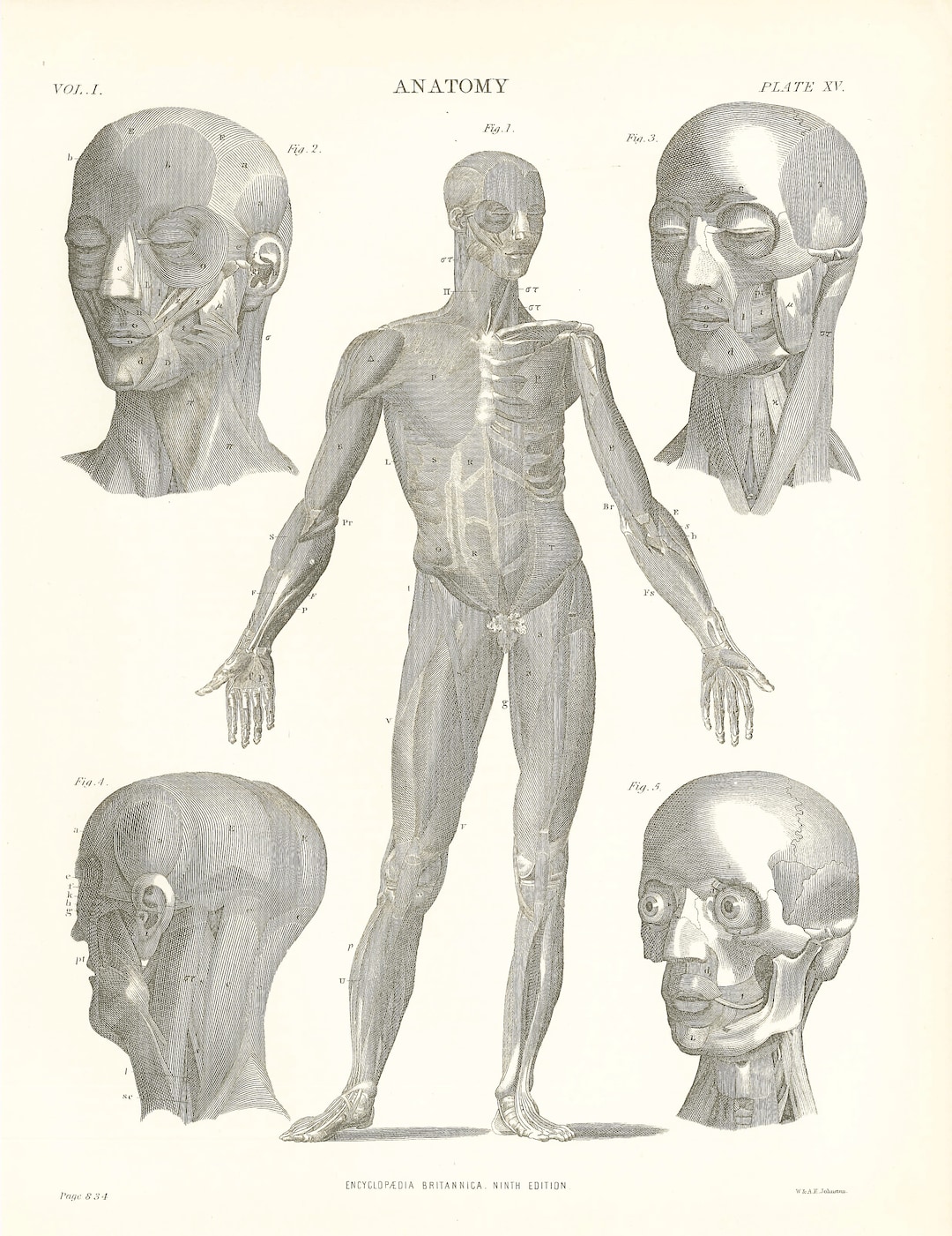 Antique ANATOMY plate XV Rare Print 1870s Lithograph From 9th Edition ...
