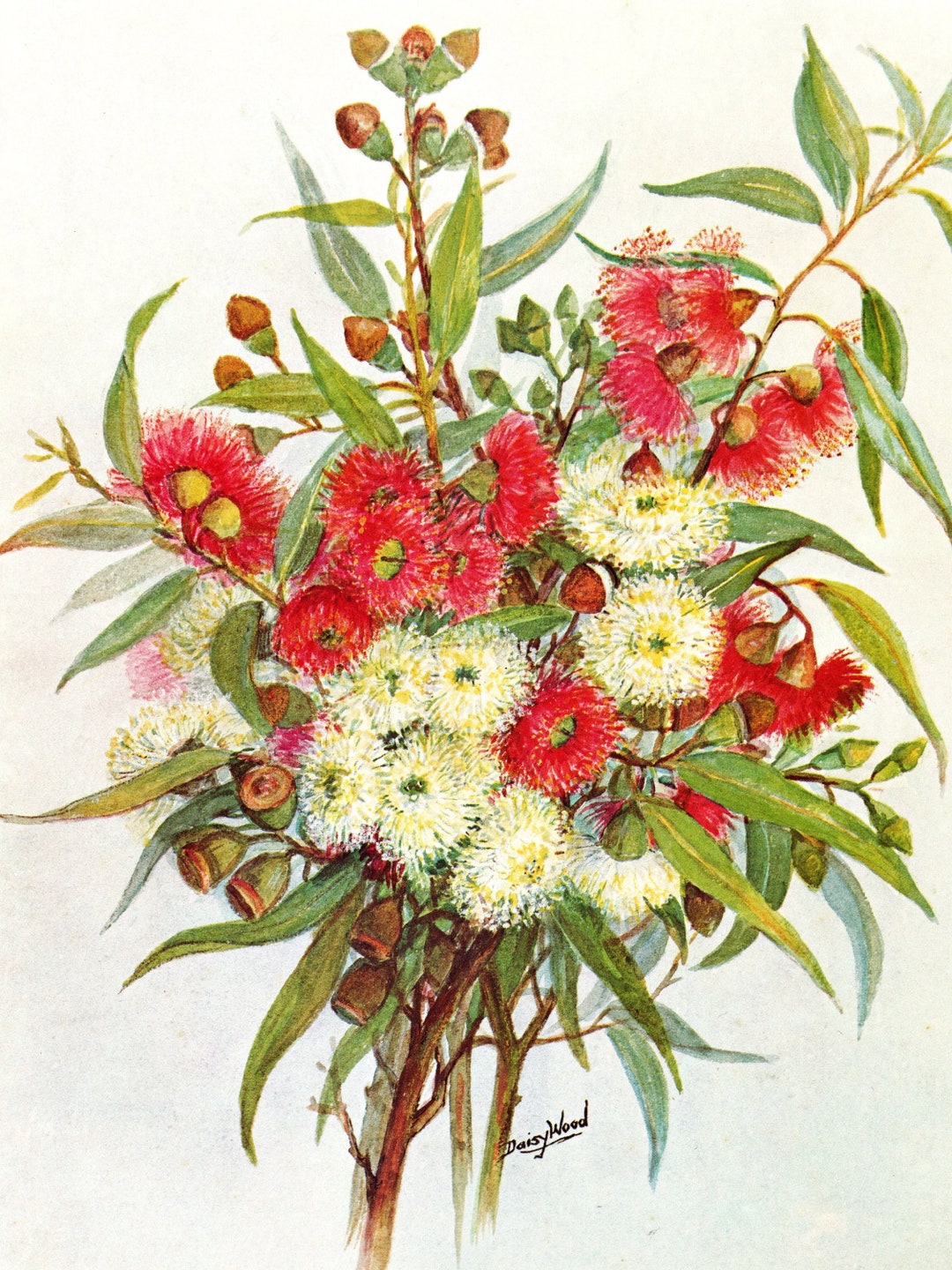 Vintage Red Flowered Gum Print: Australian Botanical Art by Daisy Wood ...