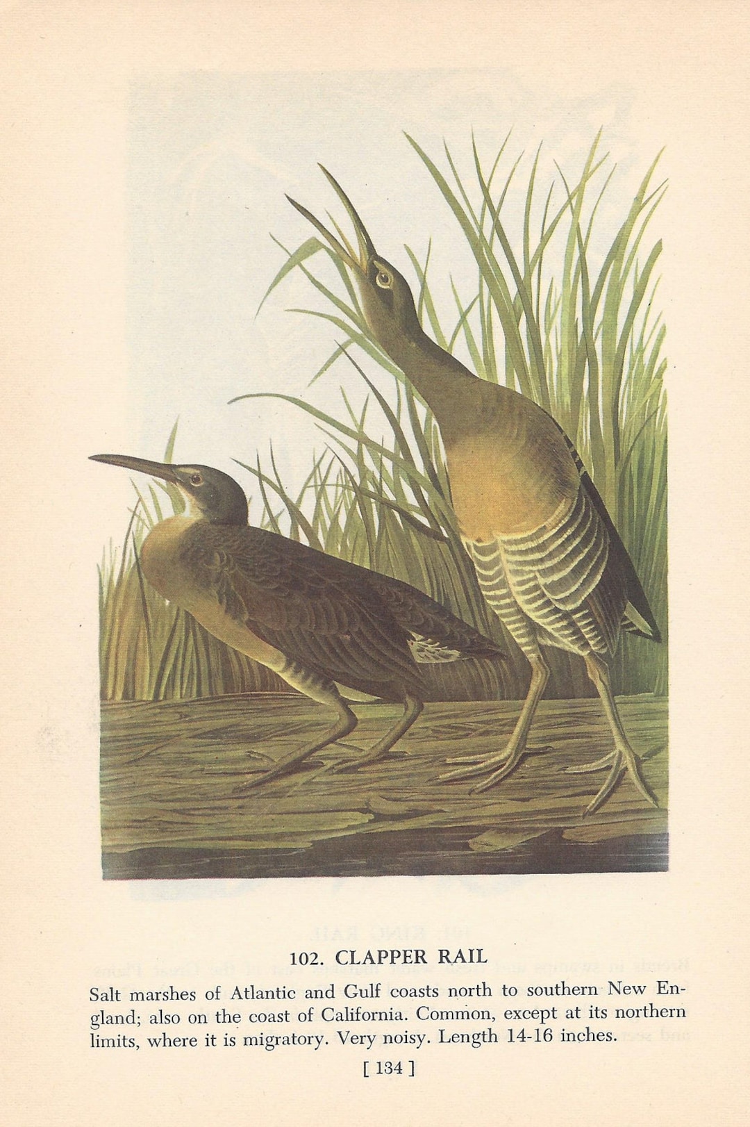 1950 Audubon Bird Print: Clapper Rail & King Rail, Vintage Ornithology ...