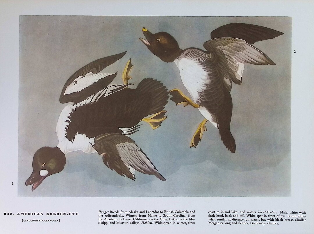1974 Audubon’s Birds of America Original Large 2-sided Print - American ...