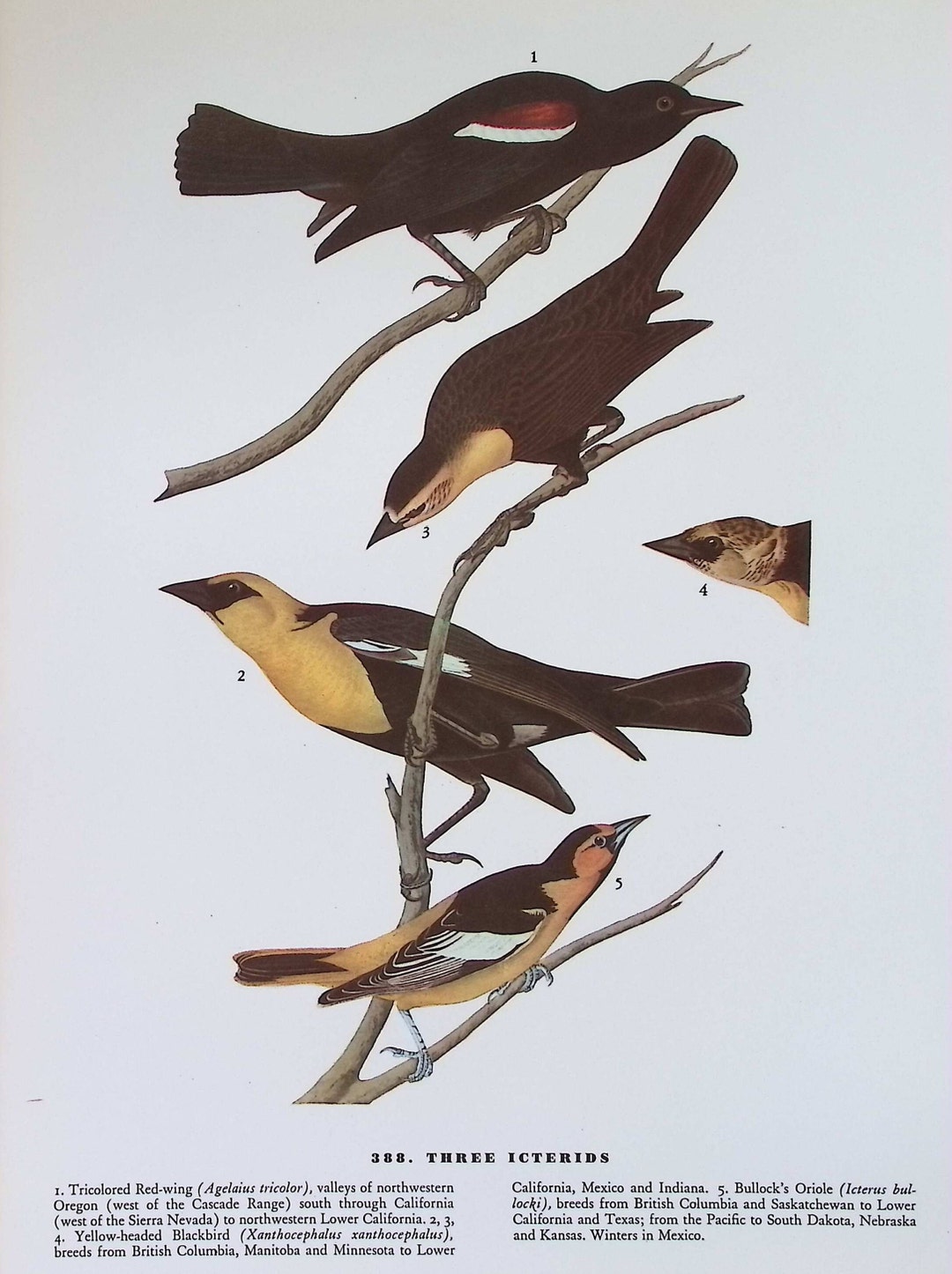 Audubon Birds of America Print: Three Icterids & Glossy Ibis - Etsy