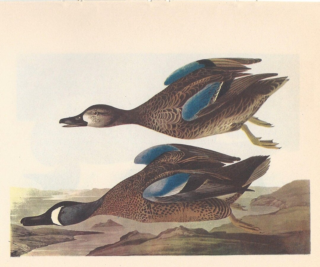 Audubon Blue-winged Teal & Baldpate Print: 1950s Birds of America - Etsy