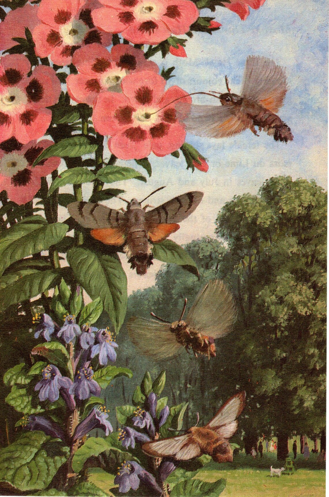 1965 Original Vintage Moths Print Humming-bird Hawk & | Etsy