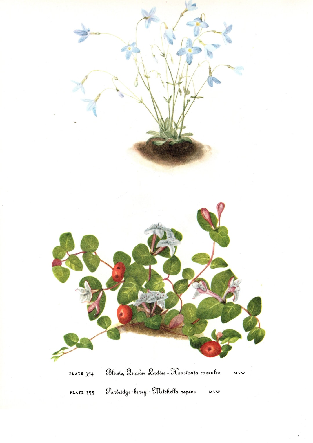 Original Vintage Wild Flowers of America Botanical 2-sided Print ...